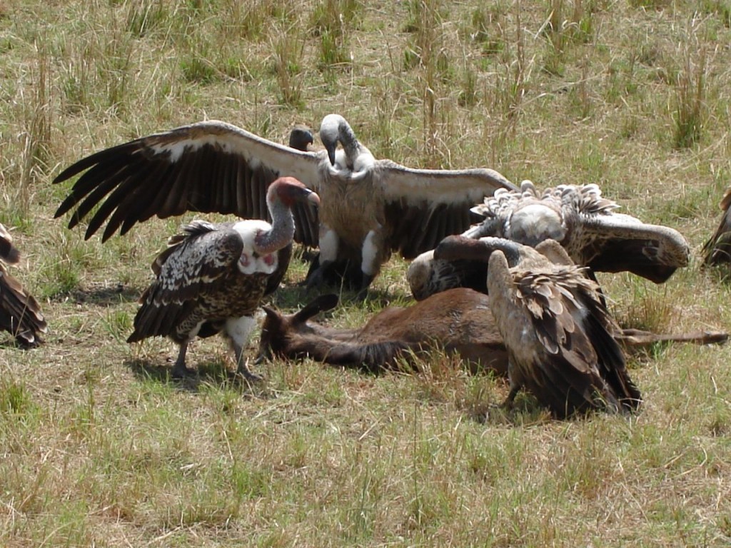 ALIEN INTERVIEW Official Website | Nurse reveals Top Secret transcripts ...